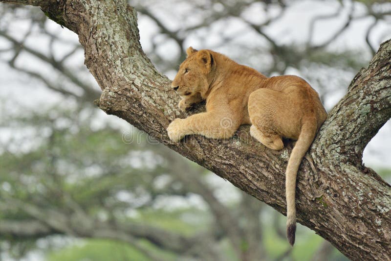 Lion Sur Un Arbre En Parc National De Serengeti Image stock - Image du ...