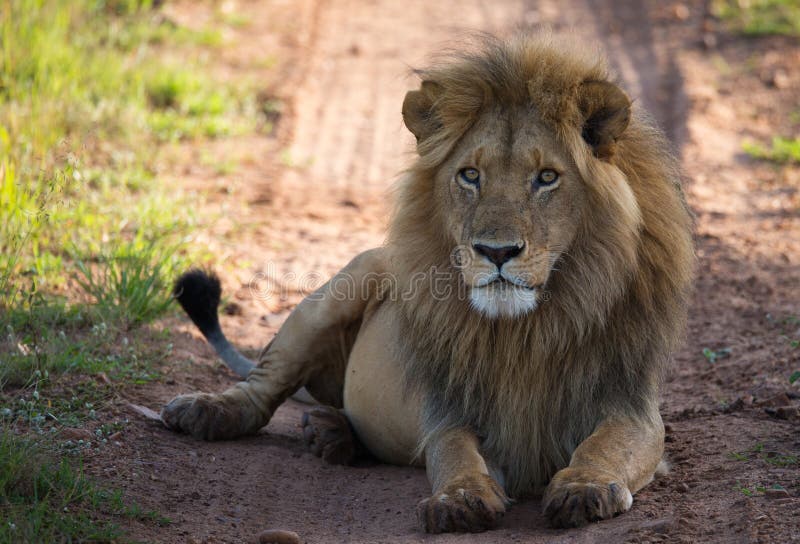 Lion Sur La Savane Africaine Image stock - Image du kenya, savane: 67663807