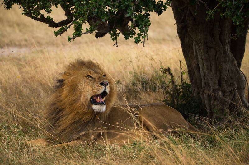Grand Lion Dans La Savane Africaine Photo stock - Image du nature ...