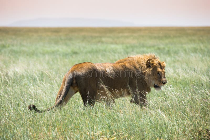 Grand Lion Sur La Savane Africaine Photo stock - Image of nature ...