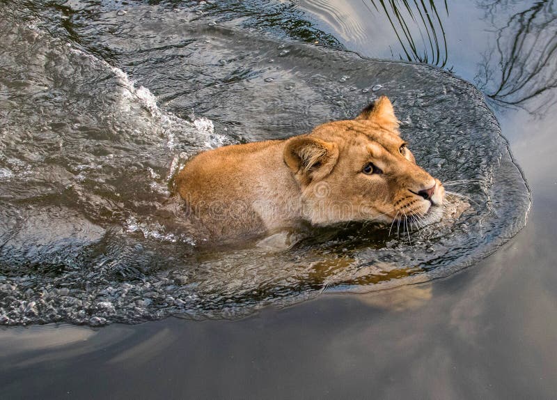Lion Swimming in Water Crossing a River Stock Photo - Image of nature ...