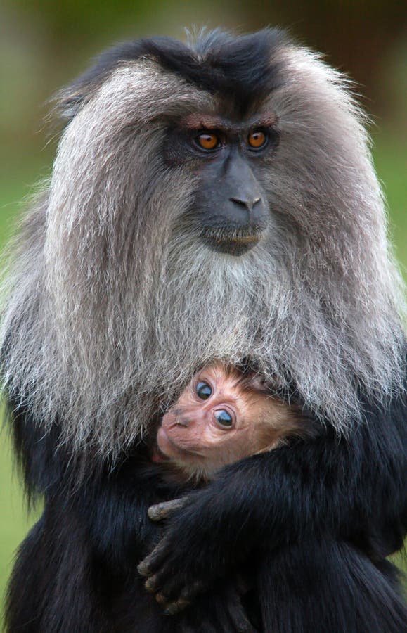 Lion-tailed Macaque with Baby, Education of the Young Stock Image ...