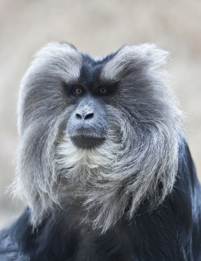 Lion-tailed macaque stock image. Image of wildlife, tailed - 20401687