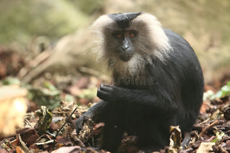 580 Lion Tailed Macaque Stock Photos - Free & Royalty-Free Stock Photos ...