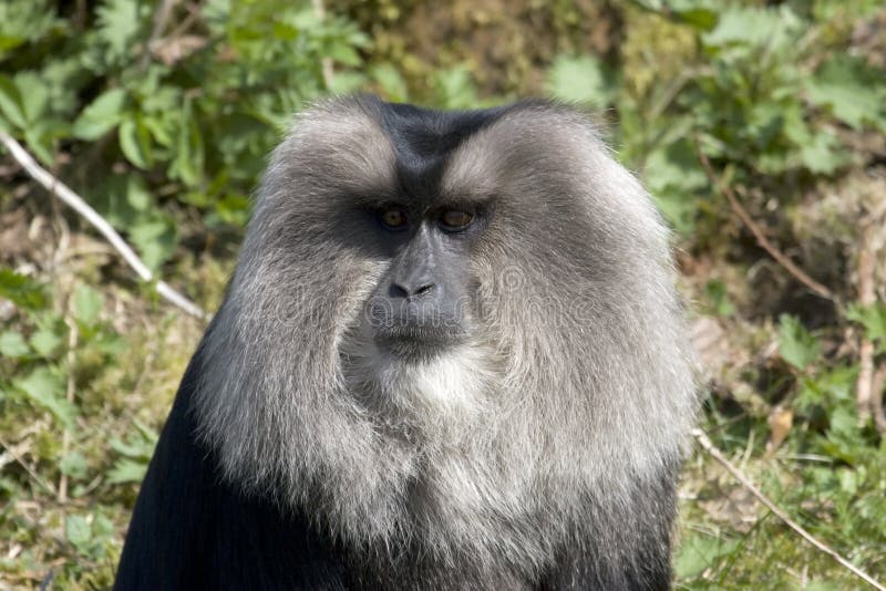 The lion-tailed macaque stock photo. Image of nature - 28130750
