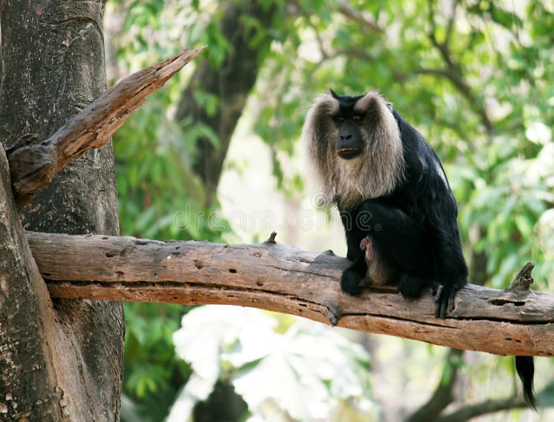 Endangered Indian Monkey Lion-tailed Macaque Stock Image - Image of ...
