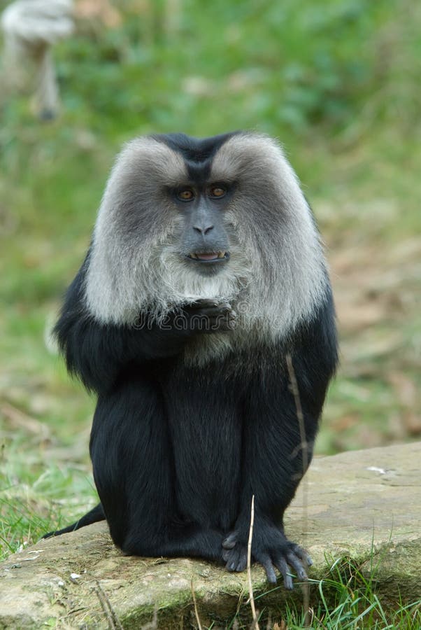 Lion-tailed Macaque in Bahadurpura Zoo. Stock Image - Image of african ...
