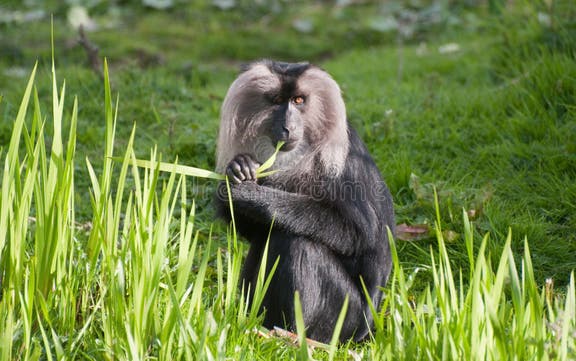 601 Lion Tailed Macaque Stock Photos - Free & Royalty-Free Stock Photos ...