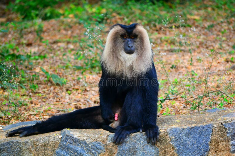 Lion tailed macaque stock image. Image of fresh, lion - 87875405