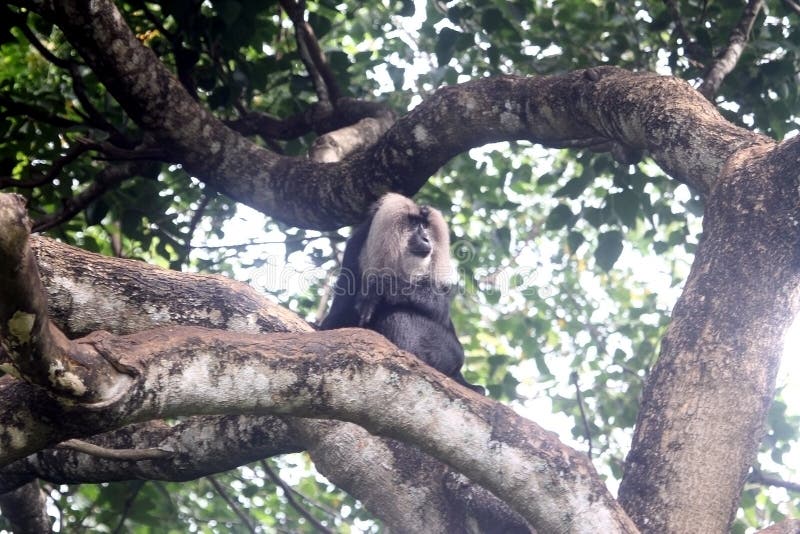 Lion-tailed Macaque on Forest Tree Stock Image - Image of animals ...