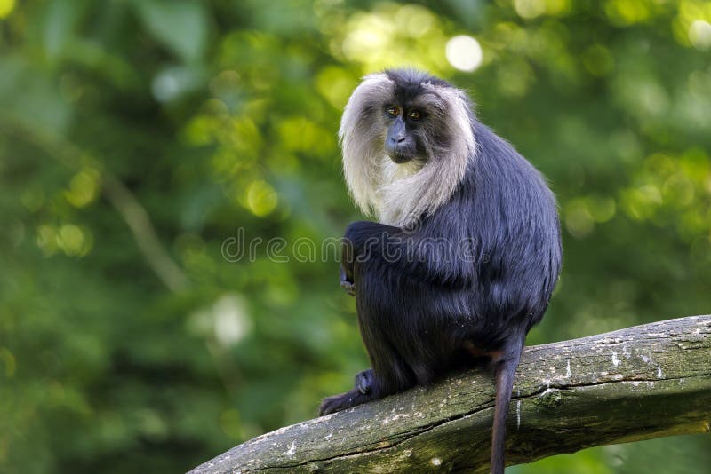 The Lion-tailed Macaque (Macaca Silenus) Stock Image - Image of sitting ...