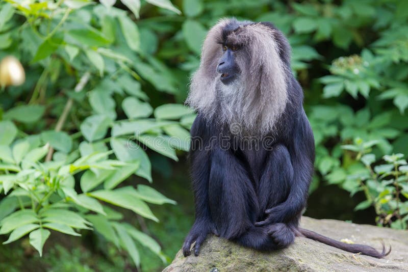 Lion-tailed Macaque (Macaca Silenus) Stock Image - Image of endemic ...