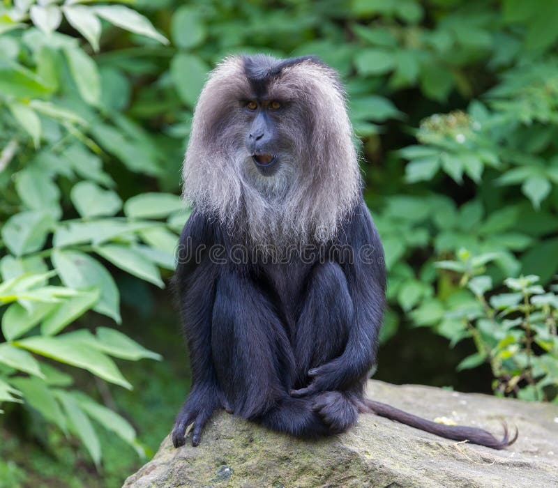 Toque Macaque, Macaca Sinica, Monkey with Evening Sun. Macaque in ...