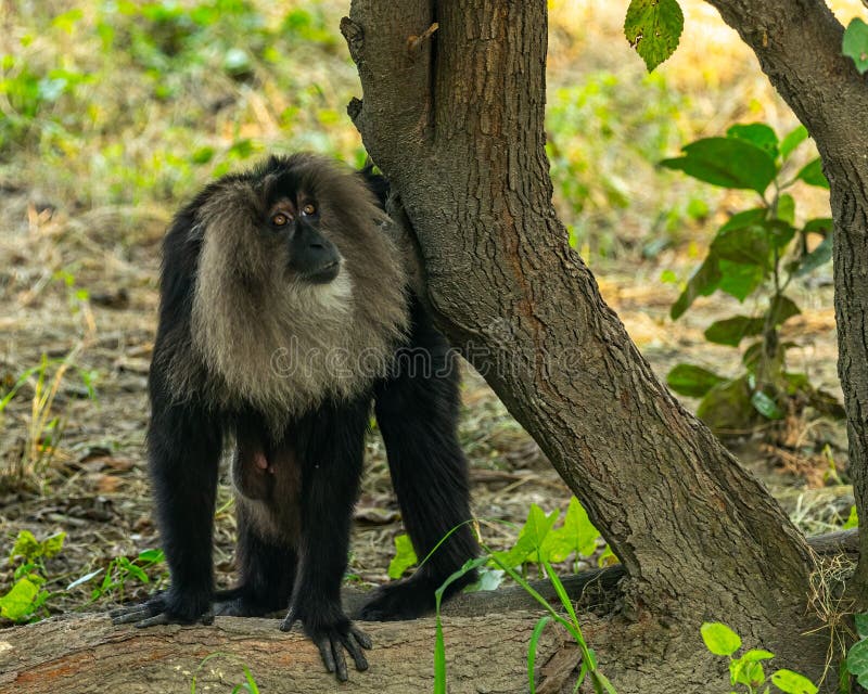 Lion-tailed Macaque Monkey Looking Up To the Tree Stock Image - Image ...