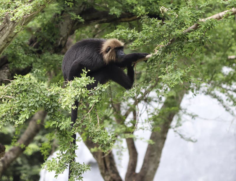 Lion Tailed Macaque Monkeyâ€™s Reactions Stock Image - Image of face ...