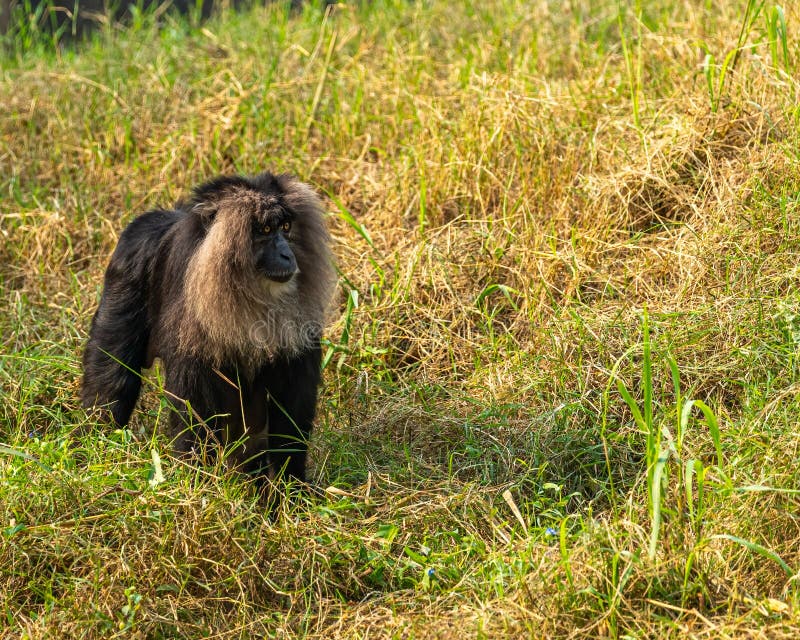 Lion-tailed Macaque Monkey Walking in the Grass Stock Photo - Image of ...