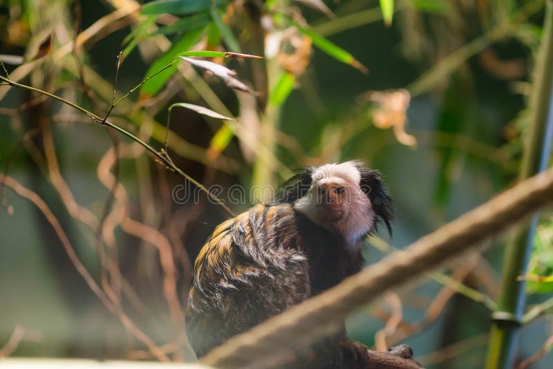 Lion-tailed Macaque Portrait. Its Also Known As Wanderoo, Bartaffe ...