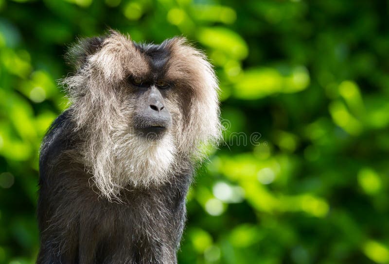 Lion-tailed Macaque Portrait Stock Photo - Image of endangered, apes ...