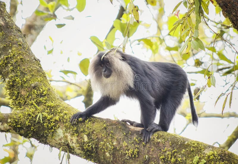 Lion tailed macaque posing stock photo. Image of monkey - 155469206
