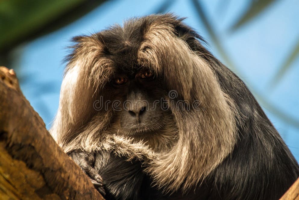 Lion-Tailed Macaque stock image. Image of sinclair, spanner - 30873159