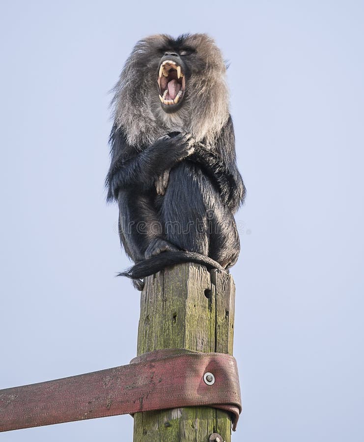 193 Shouting Monkey Photos - Free & Royalty-Free Stock Photos from ...