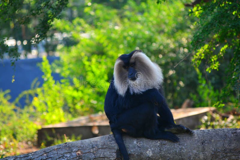 Lion King Printable Ticket Template Stock Photos - Free & Royalty-Free ...
