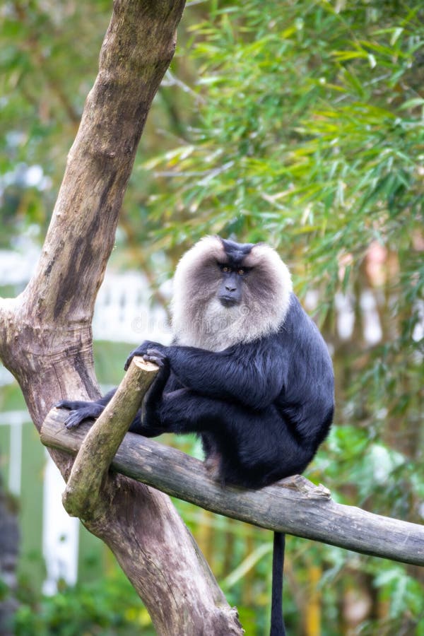 The Lion-tailed Macaque Sitting on a Branch of a Tree Editorial Stock ...