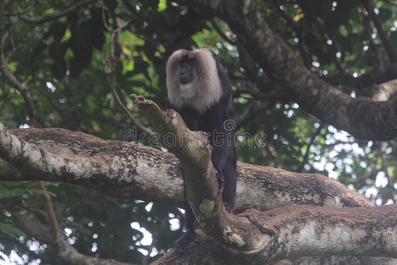 Lion-tailed Macaque on Forest Tree Stock Photo - Image of wild, tree ...