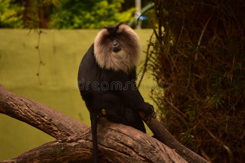 Lion Tailed Macaque Sitting on a Tree Bark Looking Around Stock Photo ...