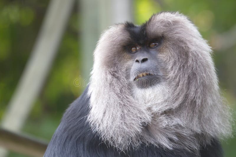 Lion-tailed Macaque stock photo. Image of grey, face - 13892694