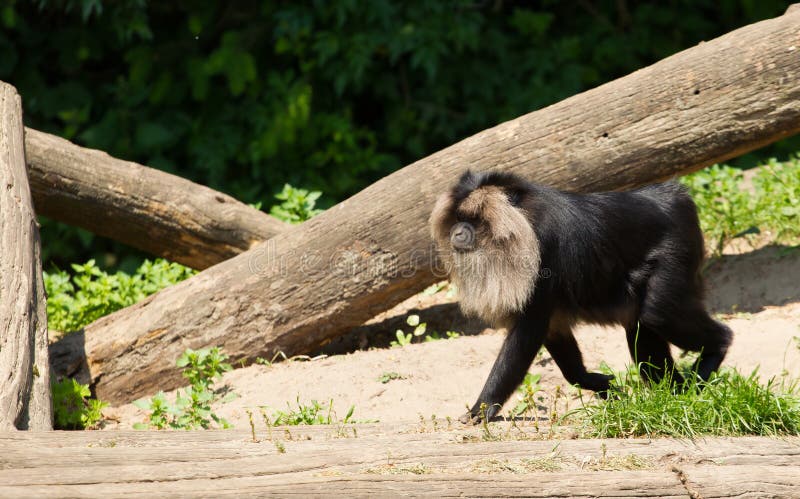 Lion-tailed Macaque Walking Stock Image - Image of animal, apes: 31612863