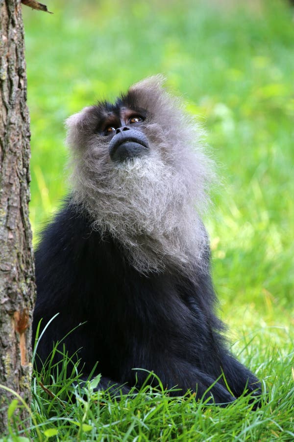 Lion tailed monkey stock image. Image of black, monkey - 57346077