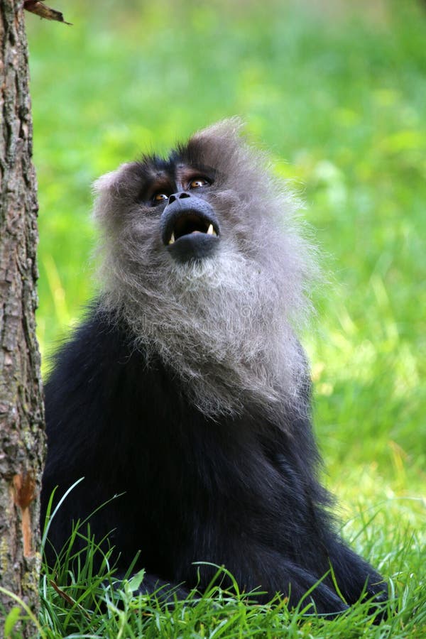 Lion tailed monkey stock photo. Image of body, animal - 57346144