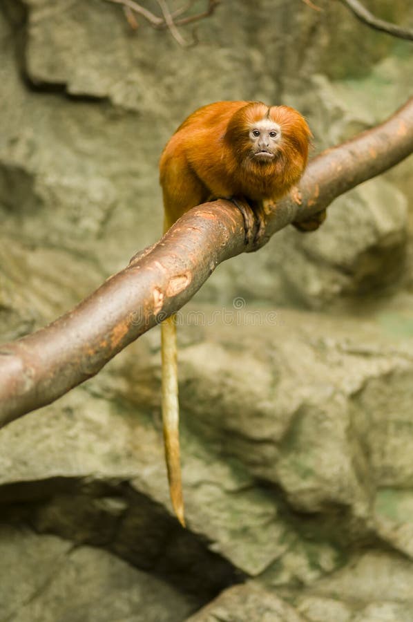 Lion tamarin monkey stock image. Image of animal, golden - 25416693