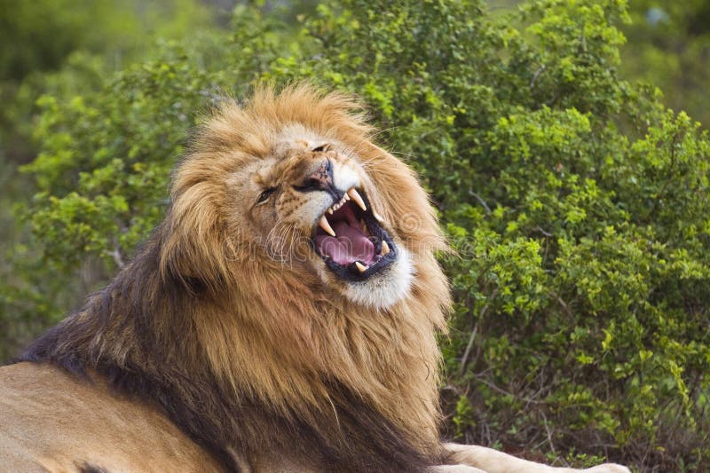 Lion Teeth stock image. Image of mammal, big5, snarl, mighty - 7426955