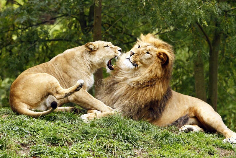 Lion and tiger stock photo. Image of animal, hairy, nature - 50170190