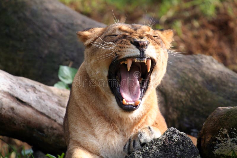 Lion tooth stock image. Image of yawning, predator, male - 904277