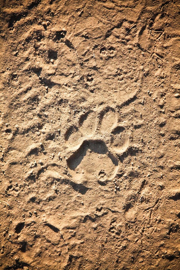 Lion trace stock photo. Image of trace, wildlife, zambia - 27185946