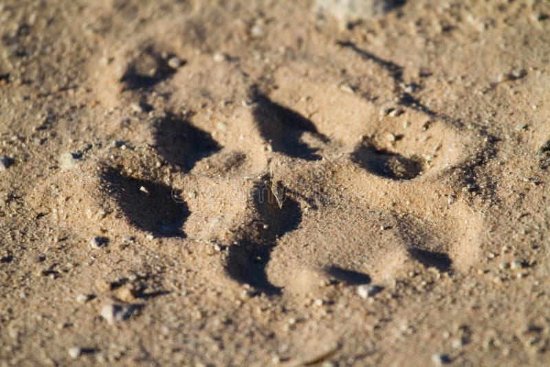 Lion track stock image. Image of fresh, africa, lion - 26374531