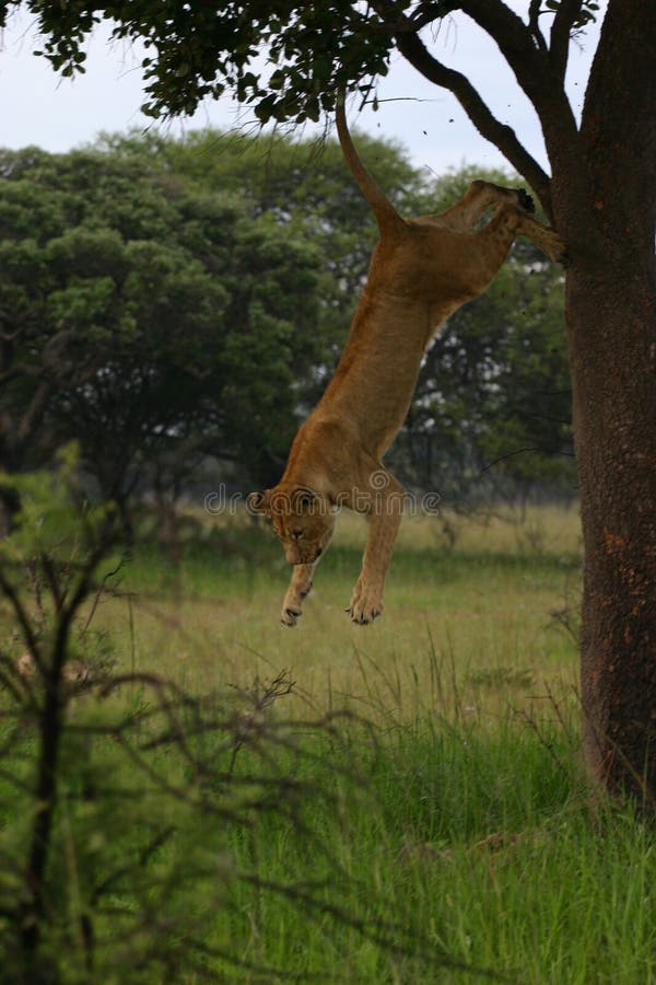 Lion in a Tree stock photo. Image of wildlife, animal - 5269962