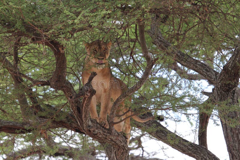 Lion on tree stock photo. Image of rest, lion, natural - 52568256