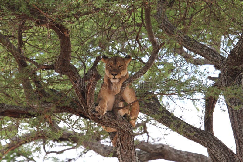 Lion on tree stock image. Image of lion, nature, mammal - 52571379