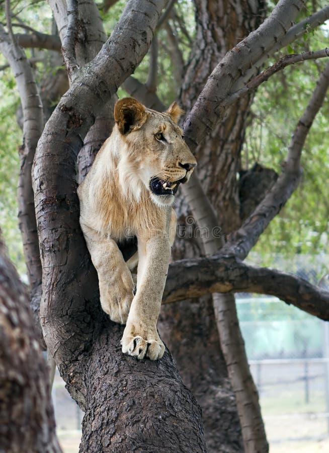 Lion in Tree South Africa stock photo. Image of wildlife - 39424996