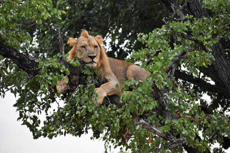 Lion in a Tree in a National Park in Africa Stock Image - Image of buck ...