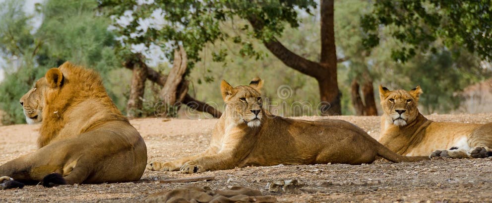 Lion and two lioness stock photo. Image of israel, jungle - 25172178