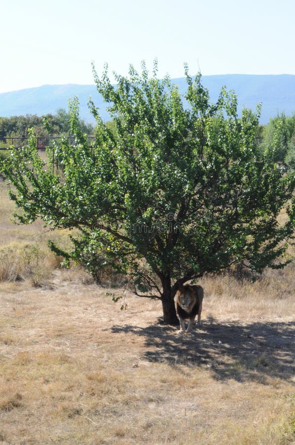 Lion Under the Tree in Wild Nature Stock Image - Image of shrub ...