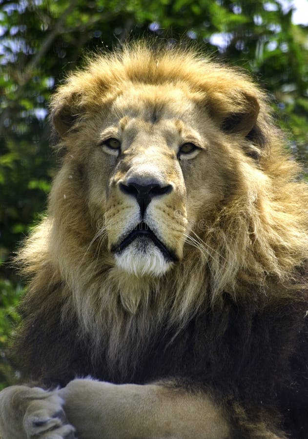 Lion up close stock image. Image of lioness, mammal, close - 5633101