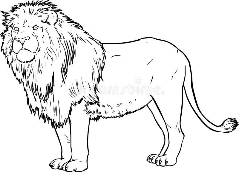 LION STANDING VECTOR LINE ART ILLUSTRATION Stock Illustration ...