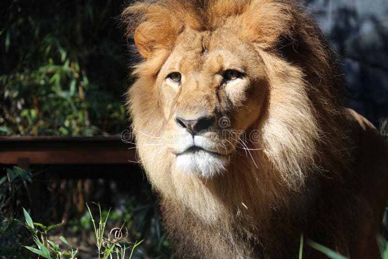 A Lion stock photo. Image of wildlife, lions, cats, kingjungle - 45248064