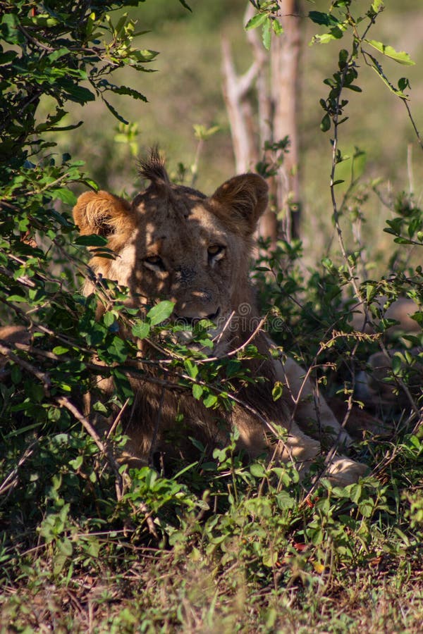 Hungry lion stock photo. Image of woodland, jungle, waiting - 265228892